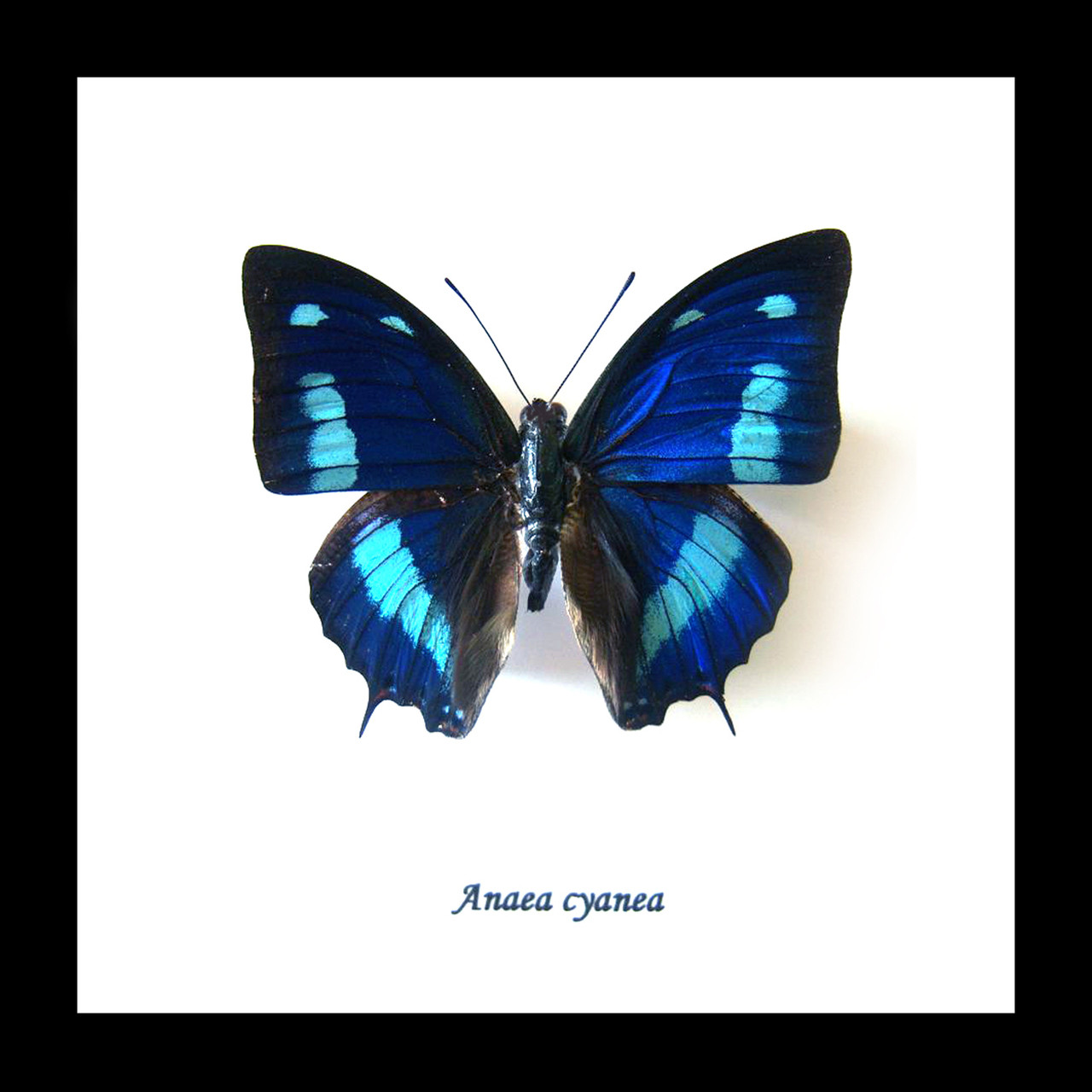 Anaea cyanea - Bits and Bugs