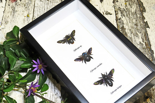 Shop Combination Framed Bugs Bits And Bugs