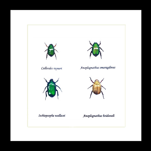 Shop - Combination Framed Bugs - Bits and Bugs