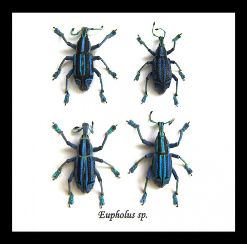 Shop - Combination Framed Bugs - Bits and Bugs