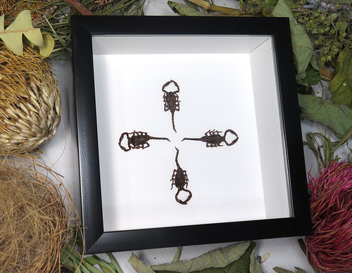 Shop Combination Framed Bugs Bits And Bugs