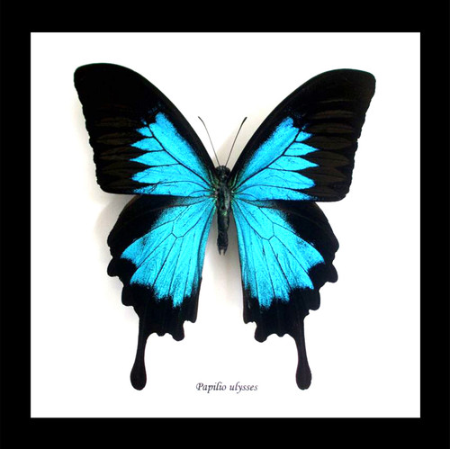 Australian butterfly Papilio ulysses