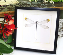 Microstigma rotundatum - Bits and Bugs