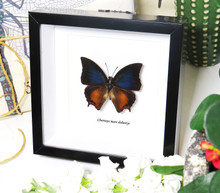 Charaxes mars dohertyi - Bits and Bugs
