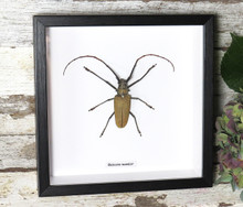 Batocera numitor XL - Bits and Bugs