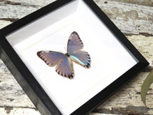 Morpho portis thamyris - Bits and Bugs