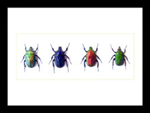 Bug combination 4 - Bits and Bugs