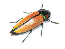 Calodema regalis - Bits and Bugs