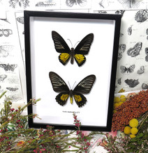 Troides rhadamantus male + female dorsal label front - Bits and Bugs