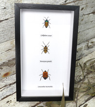 Trio bugs - Bits and Bugs