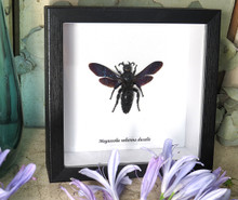 Megascolia velutina ducalis - Bits and Bugs