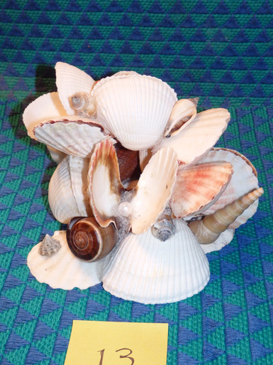 Sea SHELL Art (#13) sculpture White mixed with Color Cone shells ...