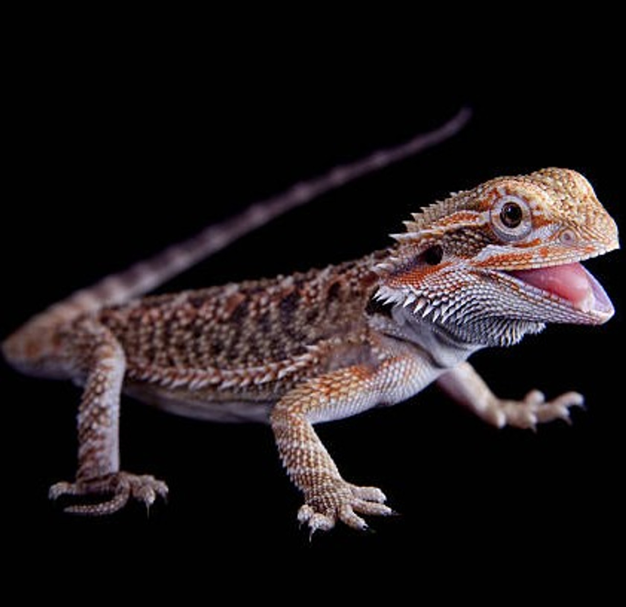 Pygmy Bearded Dragon - Pogona Henrylawsoni - Auburn Aquarium and Terrarium