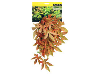 Retile One Red Hanging Sativa - Auburn Aquarium and Terrarium