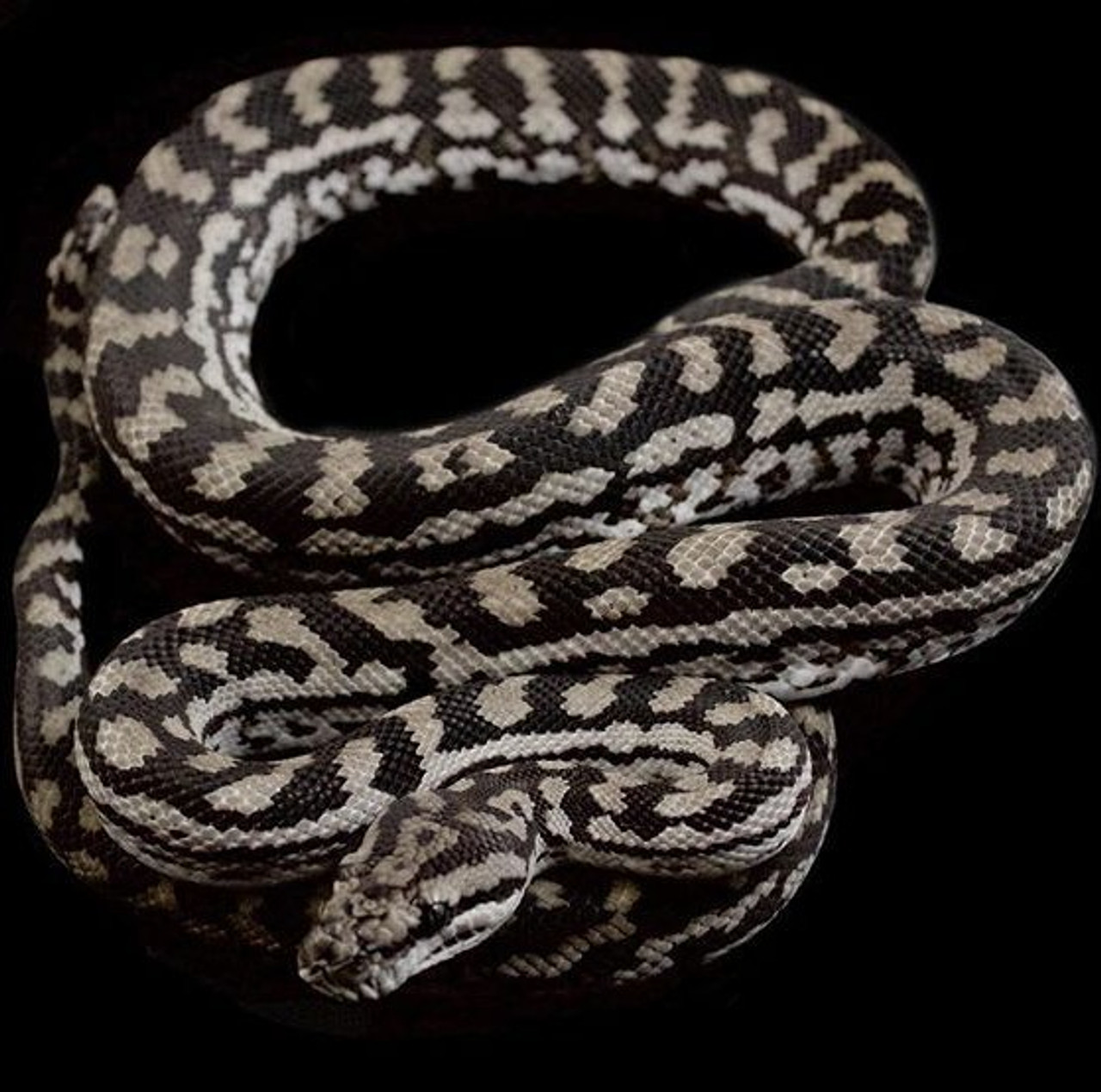 Murray Darling Carpet Python - Morelia Spilota Metcalfei - Auburn ...