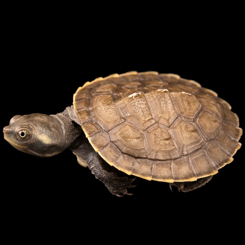 Murray Short Necked Turtle - Auburn Aquarium and Terrarium