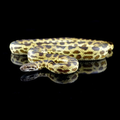 Eastern Small Blotched Python - Antaresia Maculosa - Auburn Aquarium ...