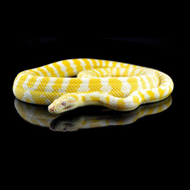 Top End Carpet Python - Morelia Spilota Variegata - Auburn Aquarium and ...