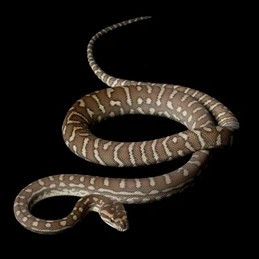 Centralian Python - Morelia Bredli - Auburn Aquarium and Terrarium