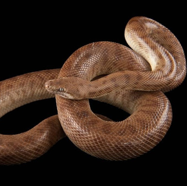 Children's Python - Antaresia Childreni - Auburn Aquarium and Terrarium