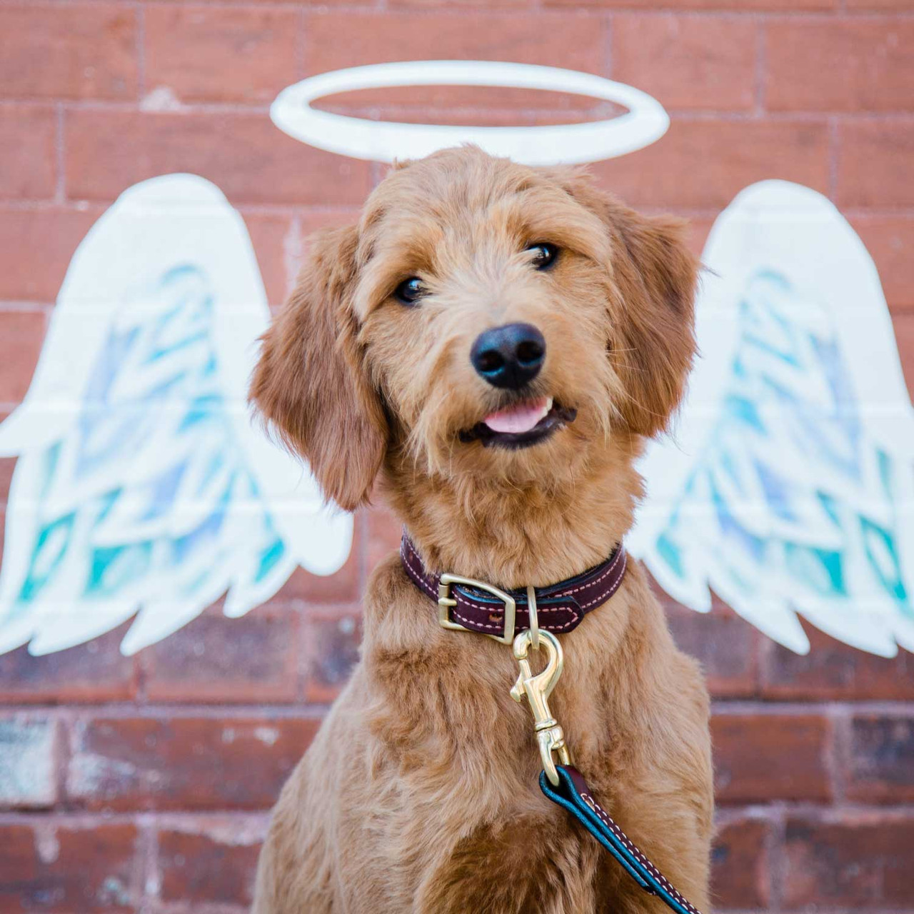 Mendota Pet | Mendota Collars, Leashes & More | dogIDs