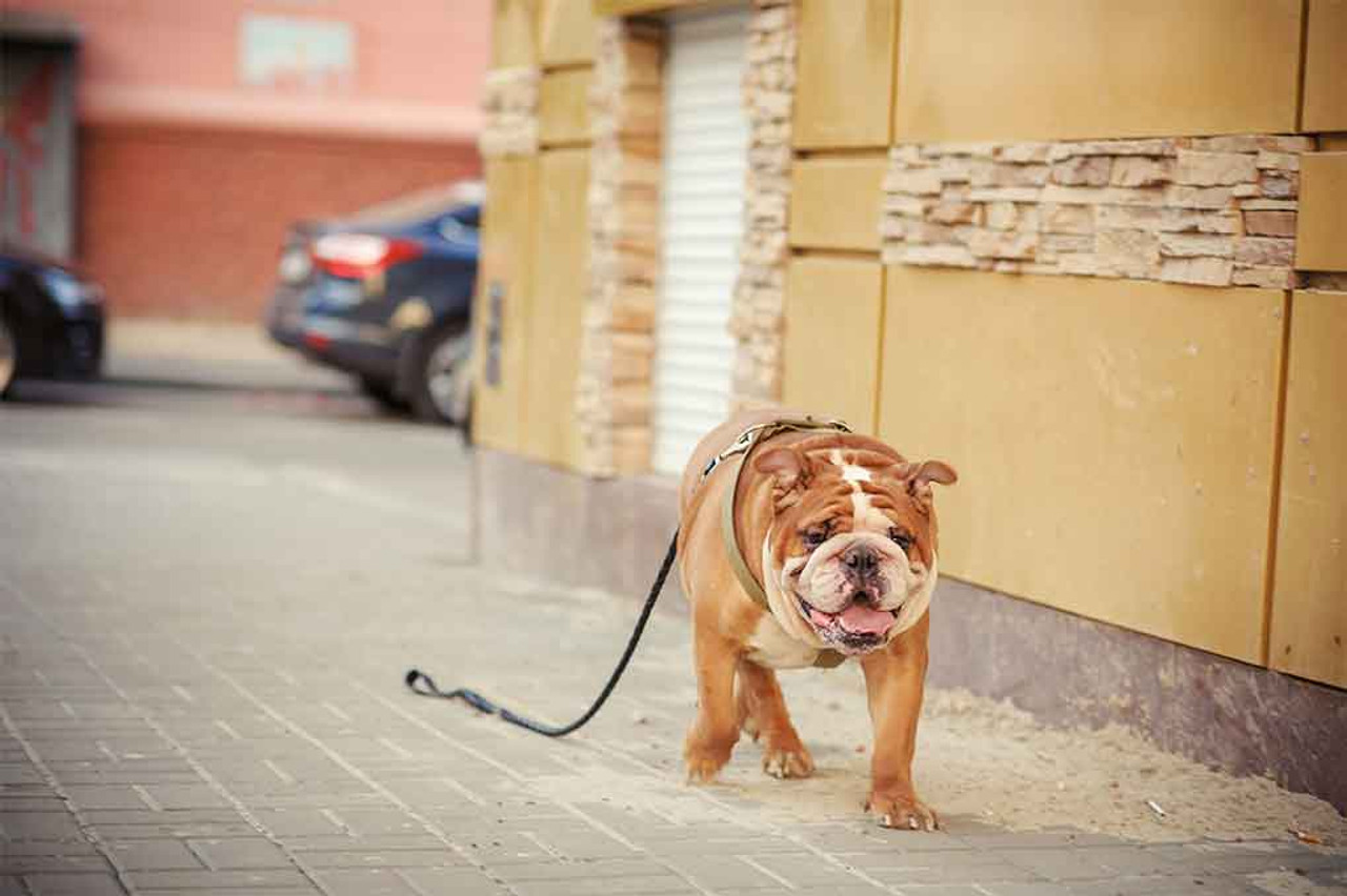 What To Do If You Find A Lost Dog DogIDs what-to-do-if-you-find-a-lost-dog-dogids