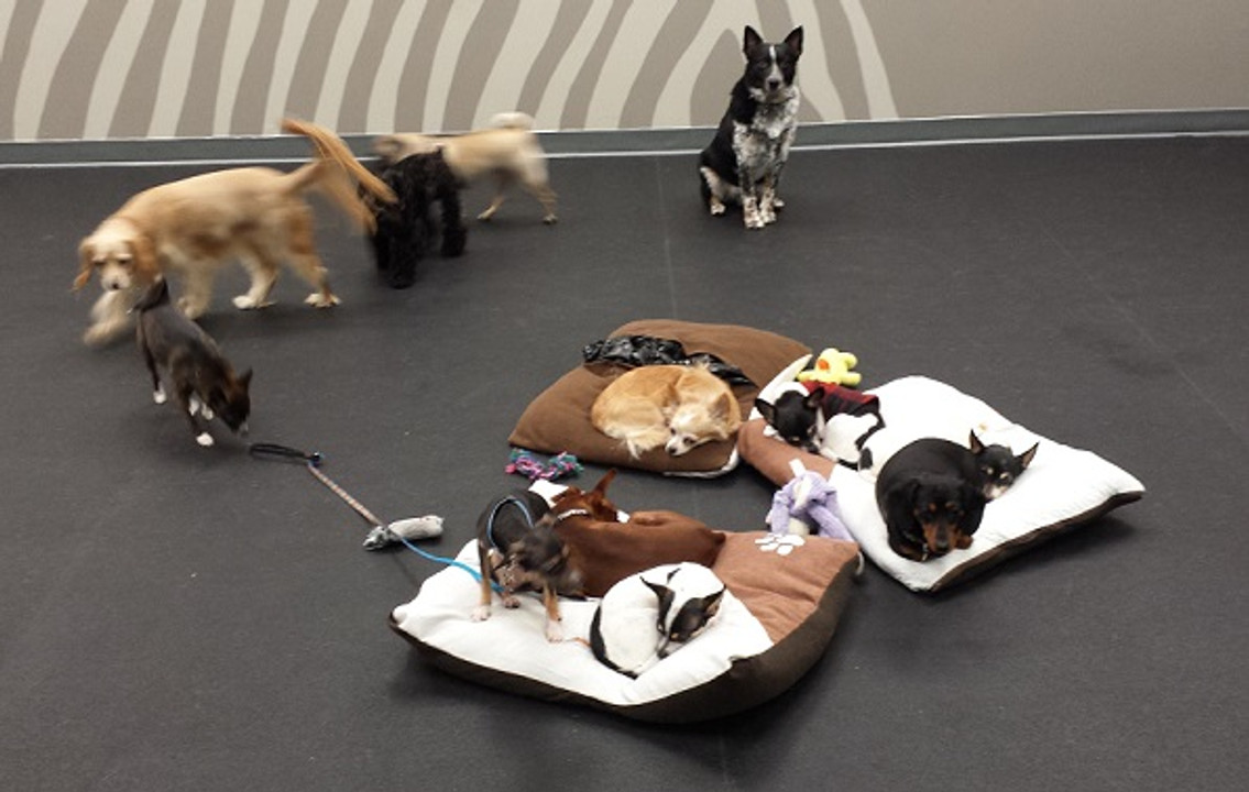 Boarding your dog store