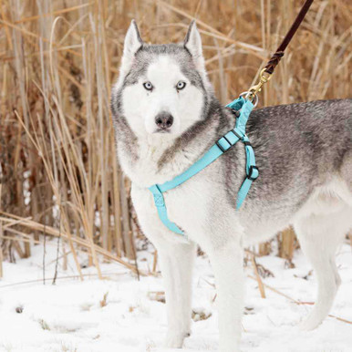 Dog Harnesses: Custom Handmade and Personalized