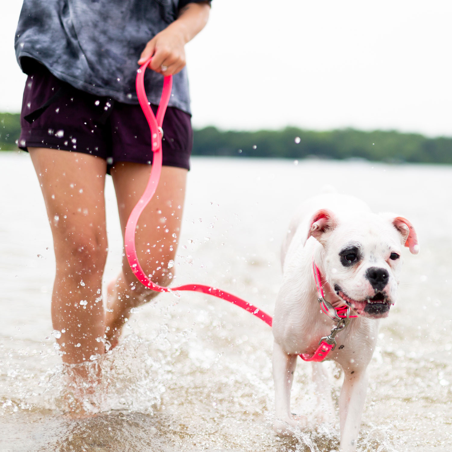 Personalized Reflective Dog Collars: Safety with Style | dogIDs
