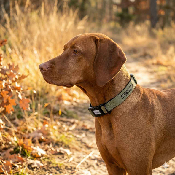 Custom Embroidered Canvas Dog Collars | dogIDs