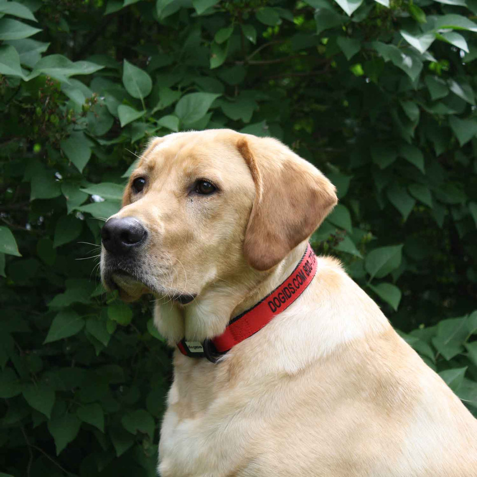 Custom Embroidered Dog Collars: Unique Styles | dogIDs