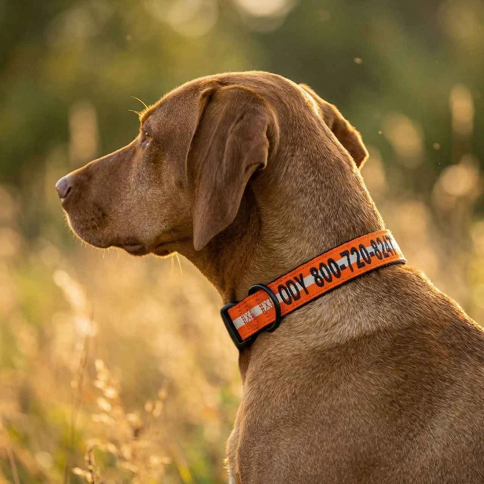 Custom Embroidered Dog Collars: Unique Styles | dogIDs