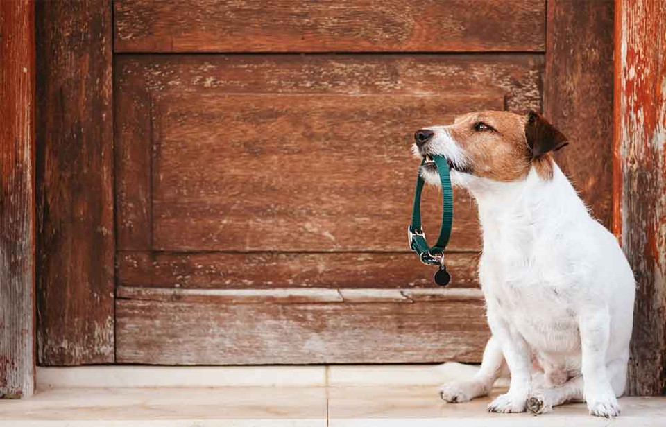 What to Know About Grabbing a Dog by the Scruff - dogIDs