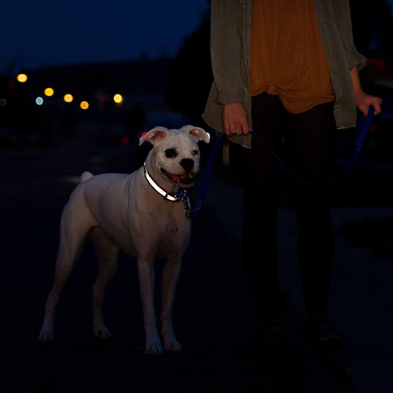 Reflective Waterproof Dog Collar With Name Plate DogIDs reflective-waterproof-dog-collar-with-name-plate-dogids
