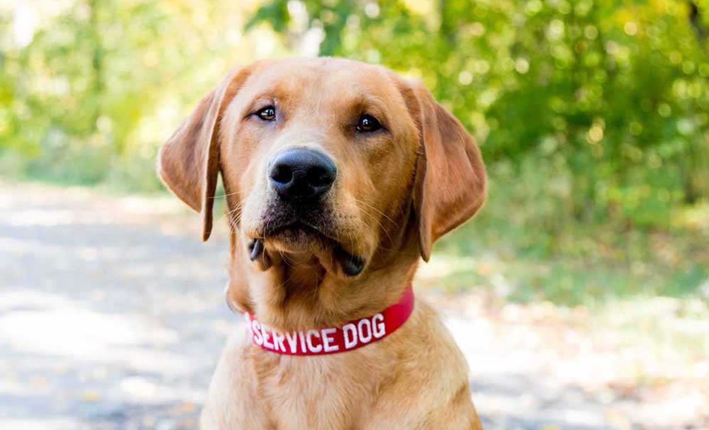 Red Dog Collar- More Than Just A Style Statement For Your Four-Legged ...