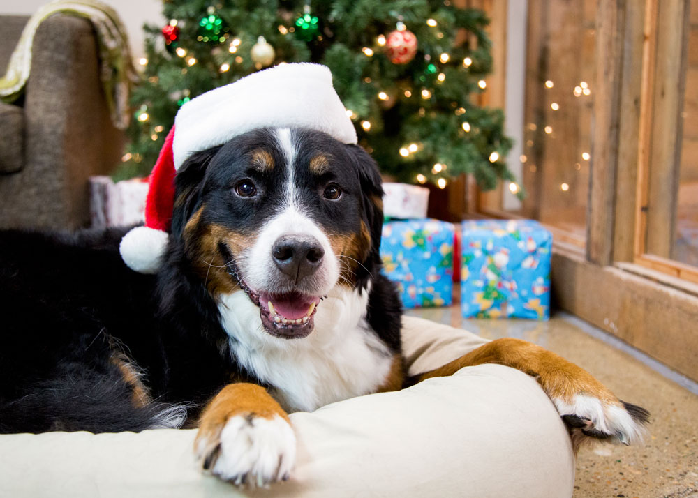 The Best "12 Days of Christmas" This Year - dogIDs