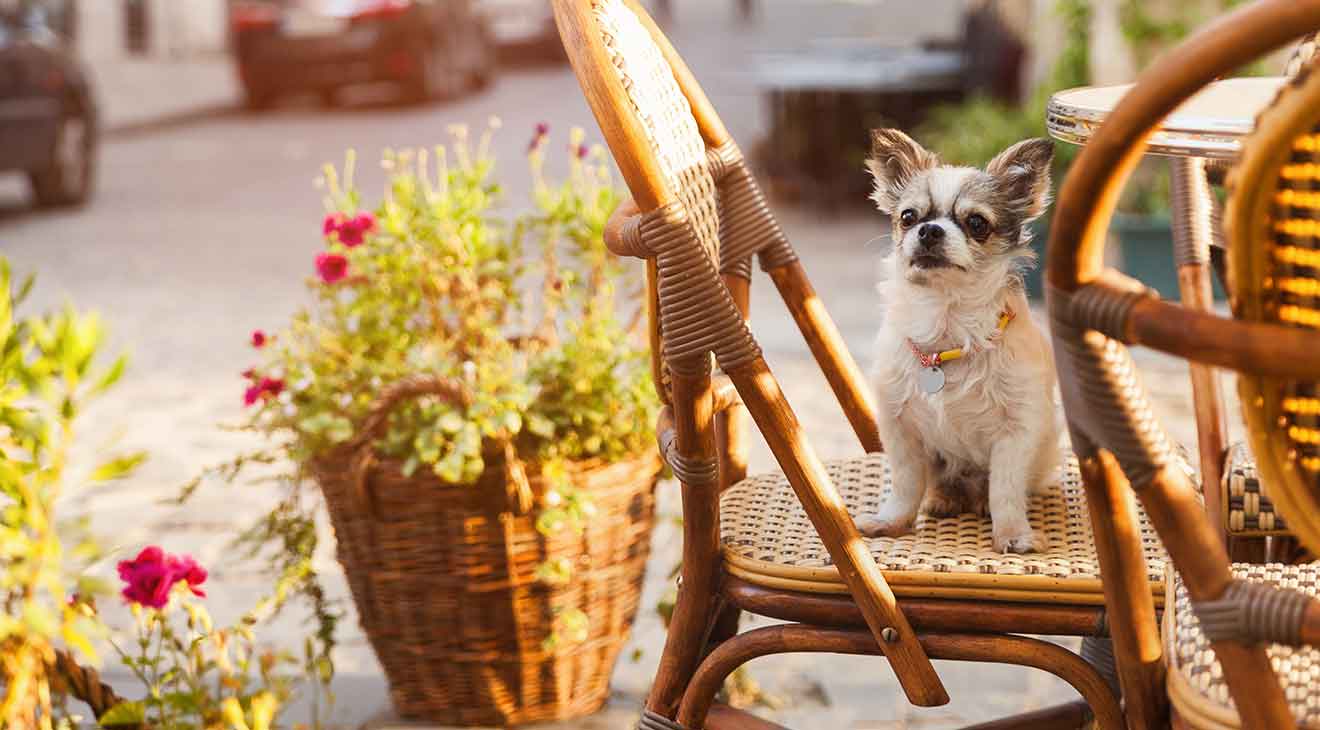 5 Tips for Bringing Your Dog to Outdoor Restaurants - dogIDs