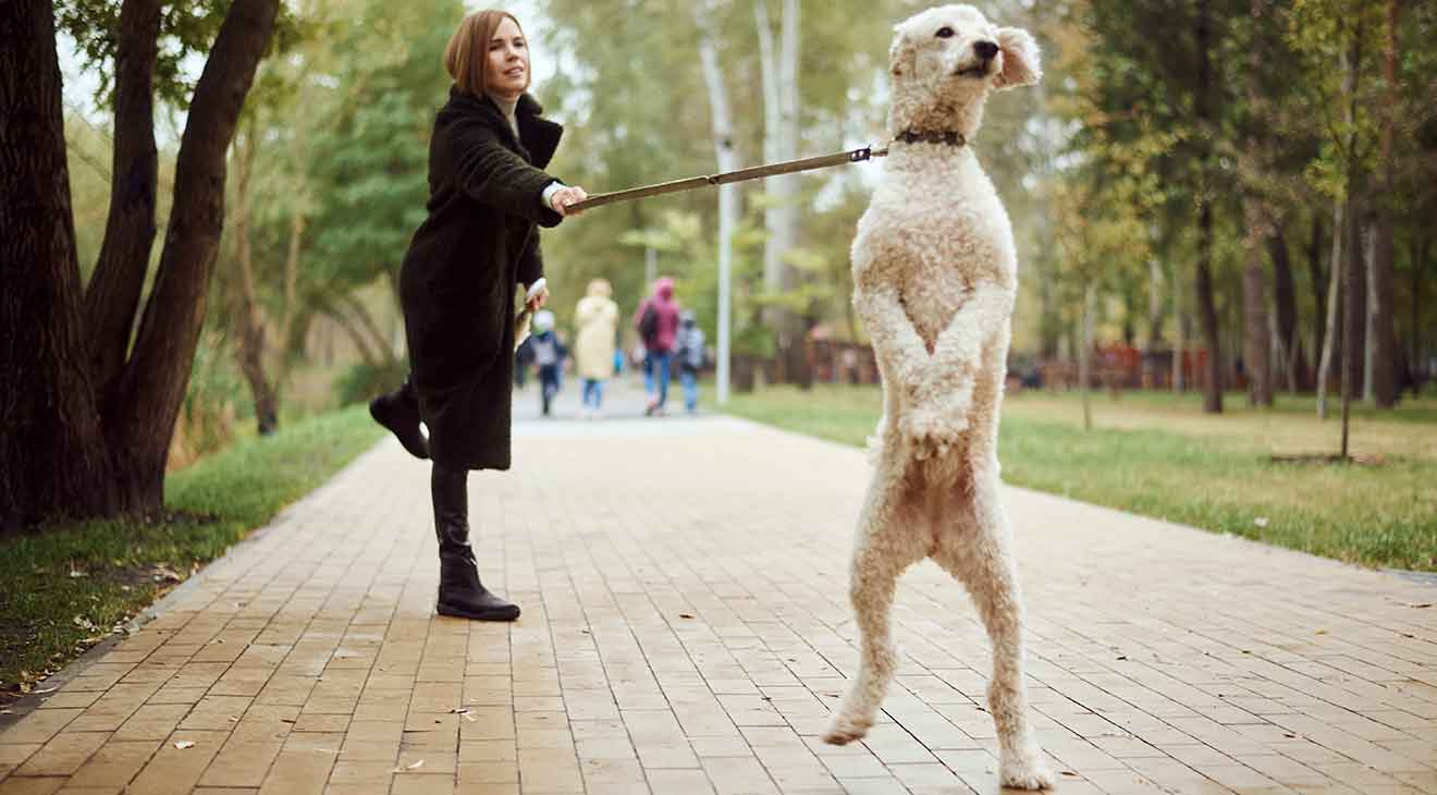 The Best Dog Collars for Pulling - dogIDs