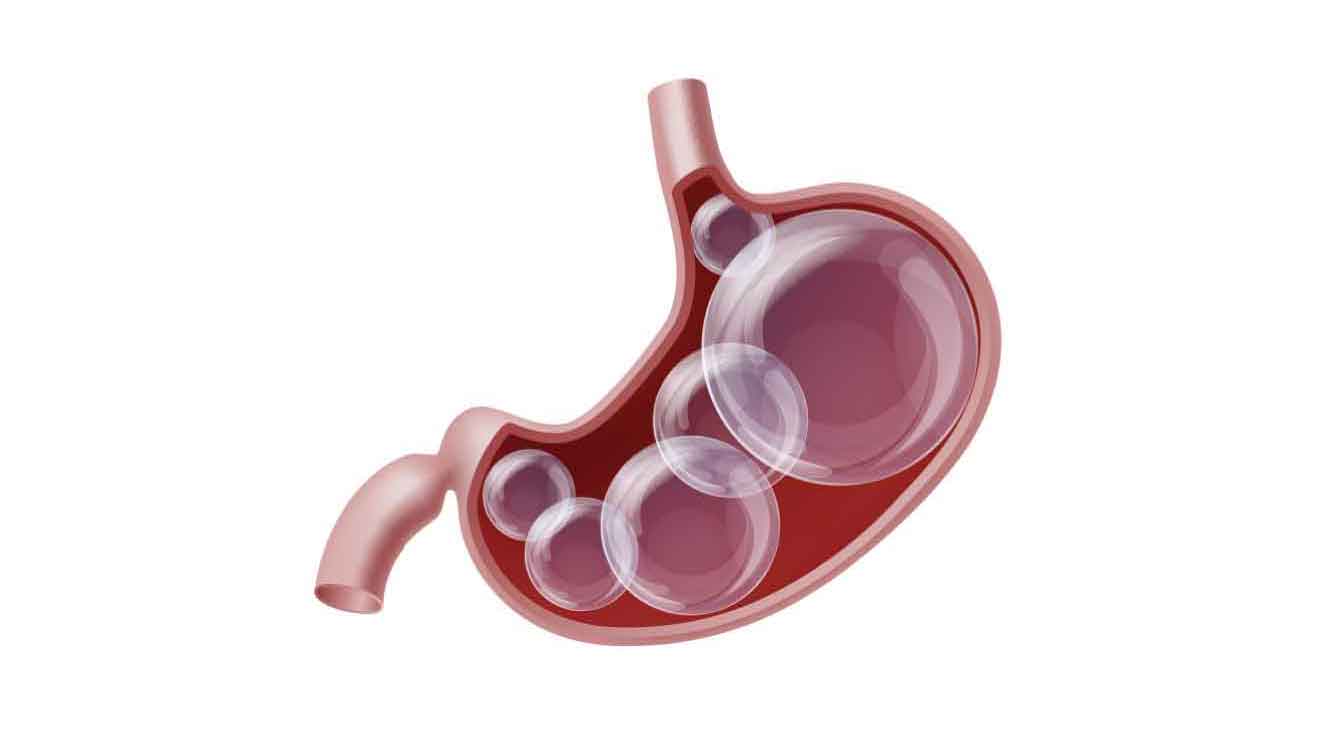 What is Dog Bloat and How to Prevent it - dogIDs