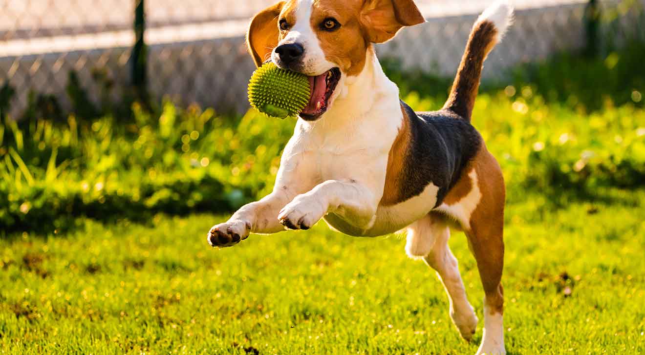 The Many Benefits of Exercising Your Dog - dogIDs