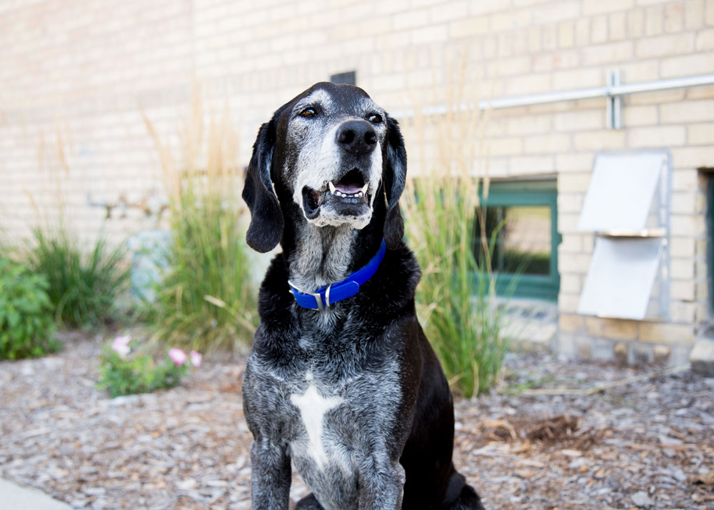 Tips For Taking Care Of A Senior Dog - dogIDs