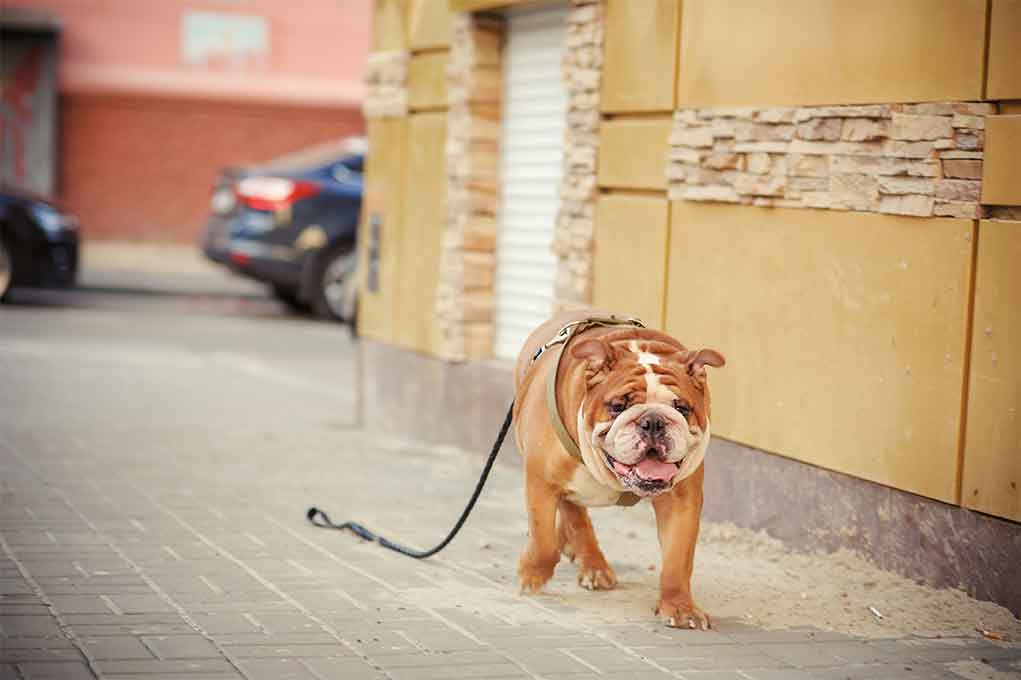 What to Do if You Find a Lost Dog - dogIDs