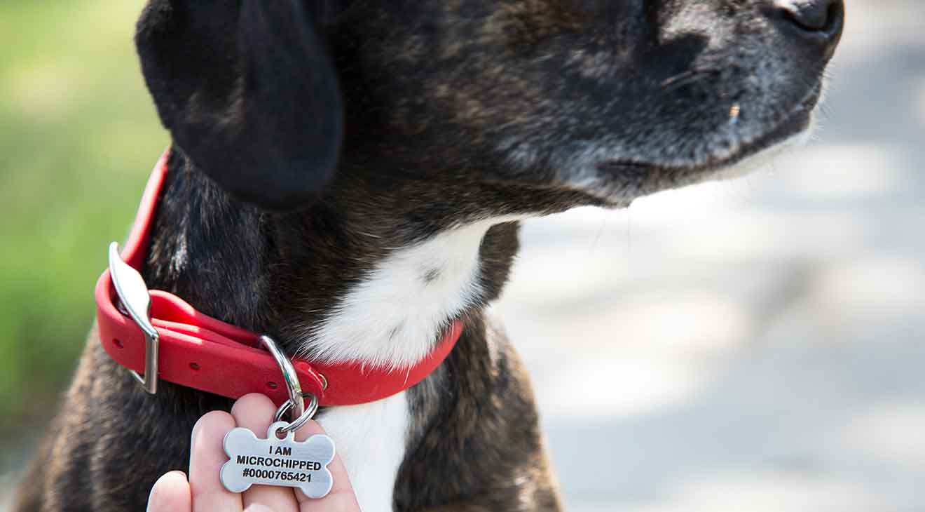 Microchip Dog ID Tags to Keep Your Pet Safe - dogIDs