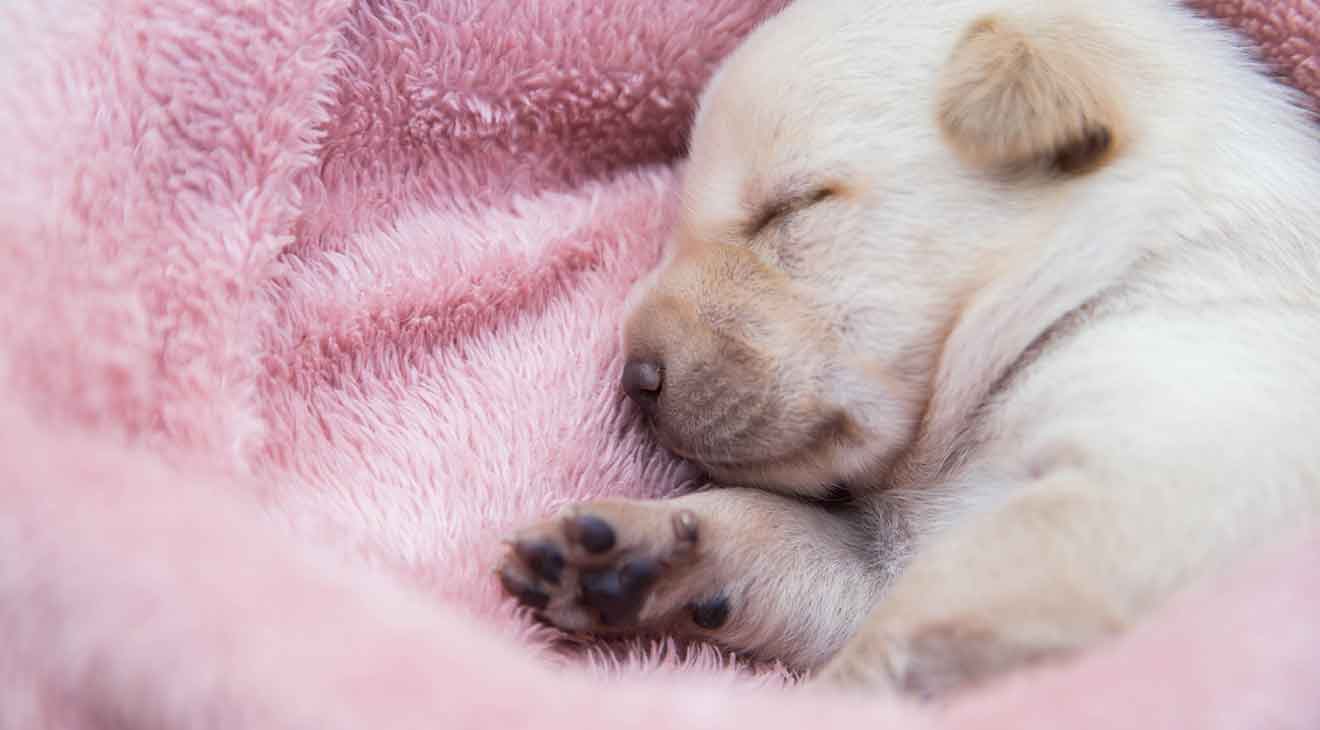 Best Dog Breeds for First-Time Pet Parents - dogIDs