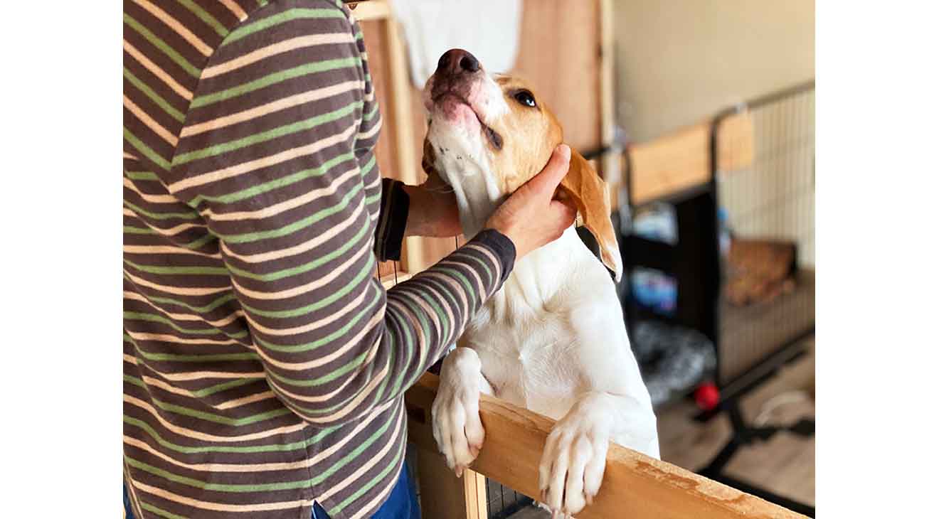How to Set Your New Dog up for Good Behavior - dogIDs