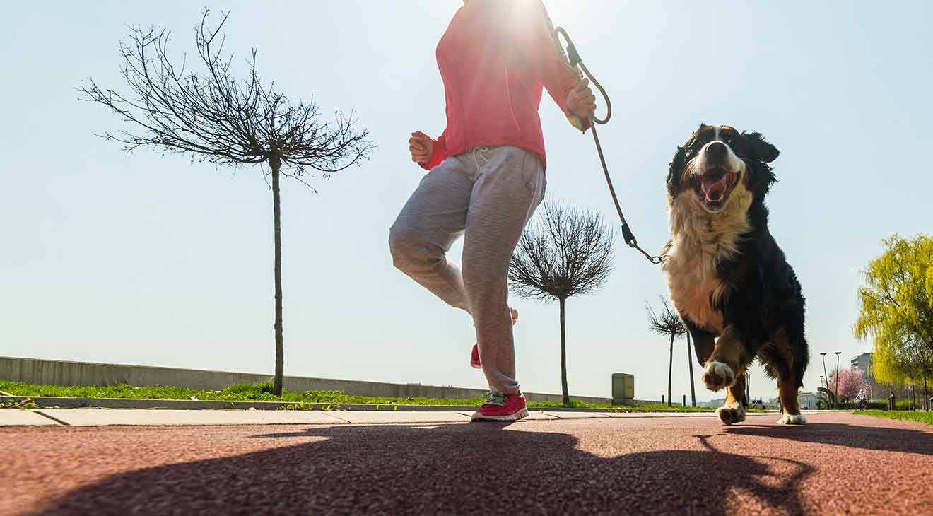 Tips to Consider for Running With a Dog - dogIDs