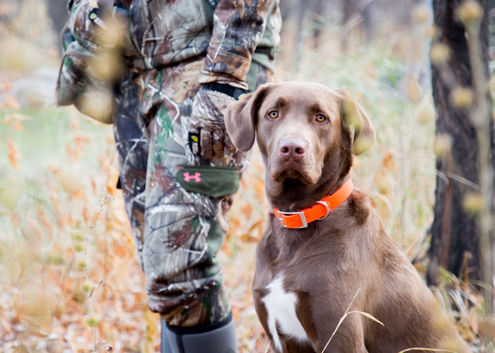 5 Safety Tips to Practice with Hunting Dogs - dogIDs