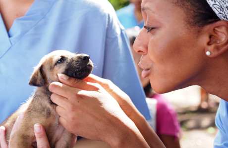 World Vets Makes an International Difference - dogIDs