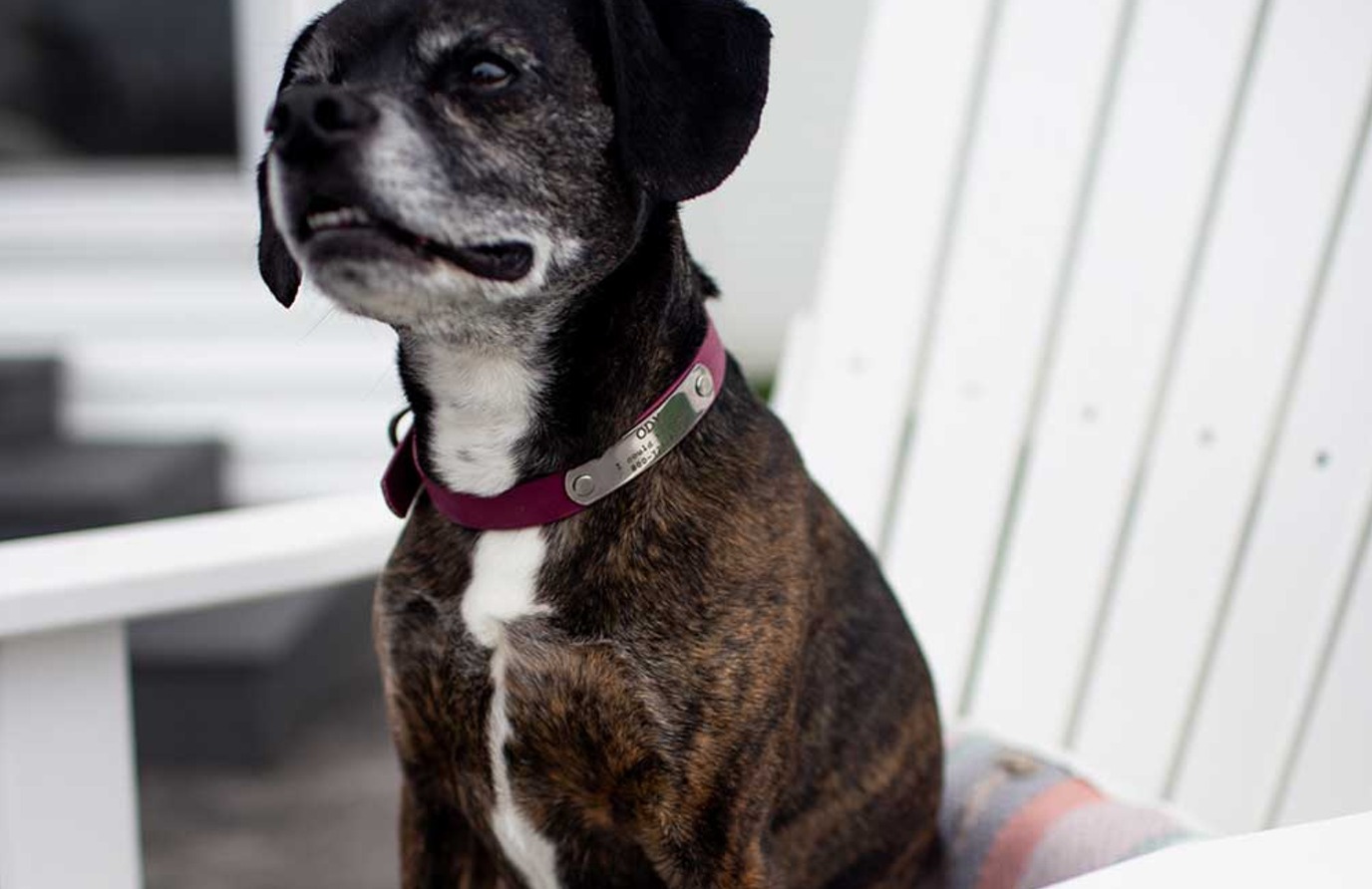 7 Best Small Dog Collars Of 2025, Approved By Vets - dogIDs