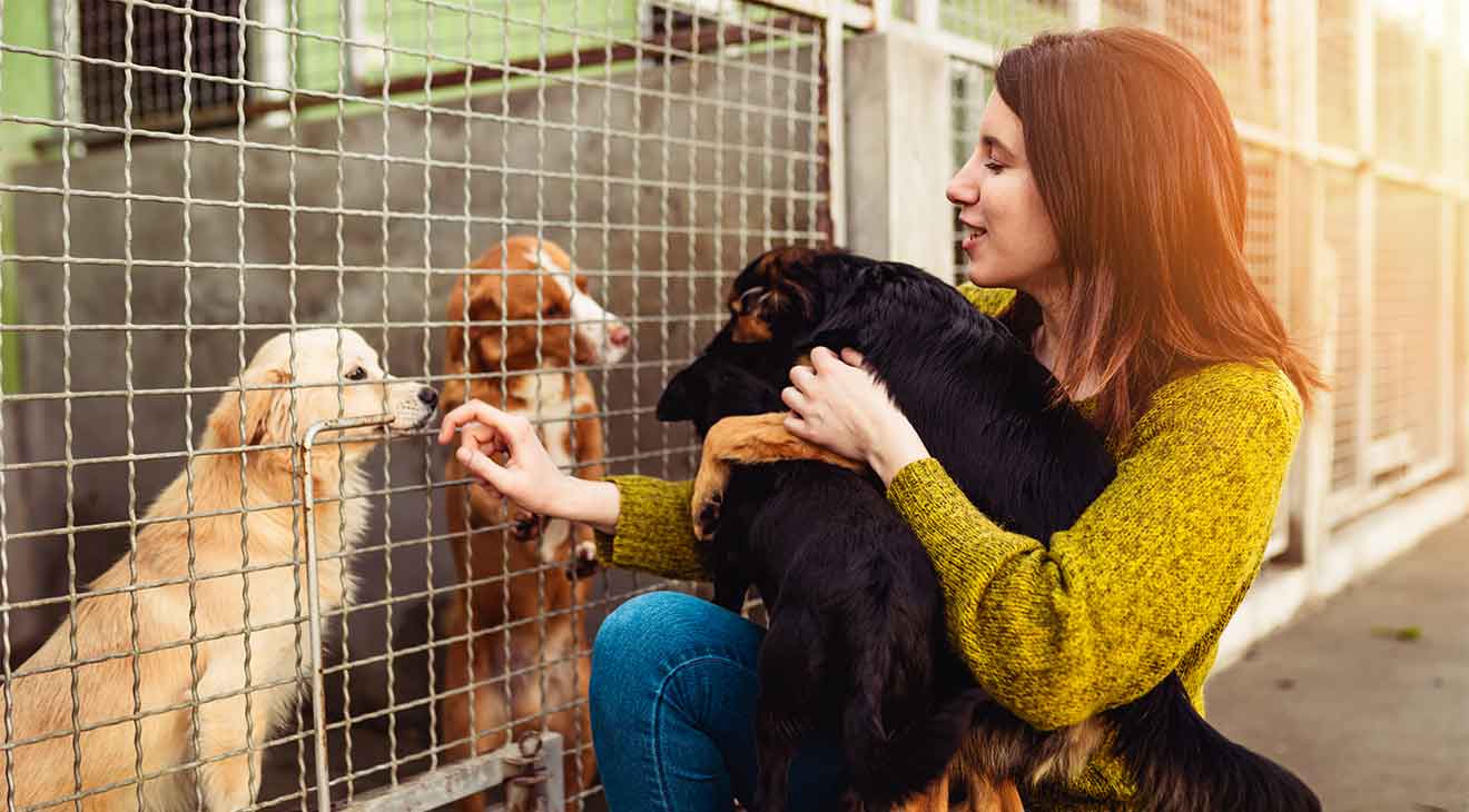 5 Tips for Choosing the Right Rescue Dog - dogIDs